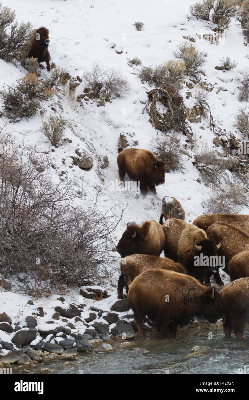 Bison Snow Sliding Stock Photo - Alamy