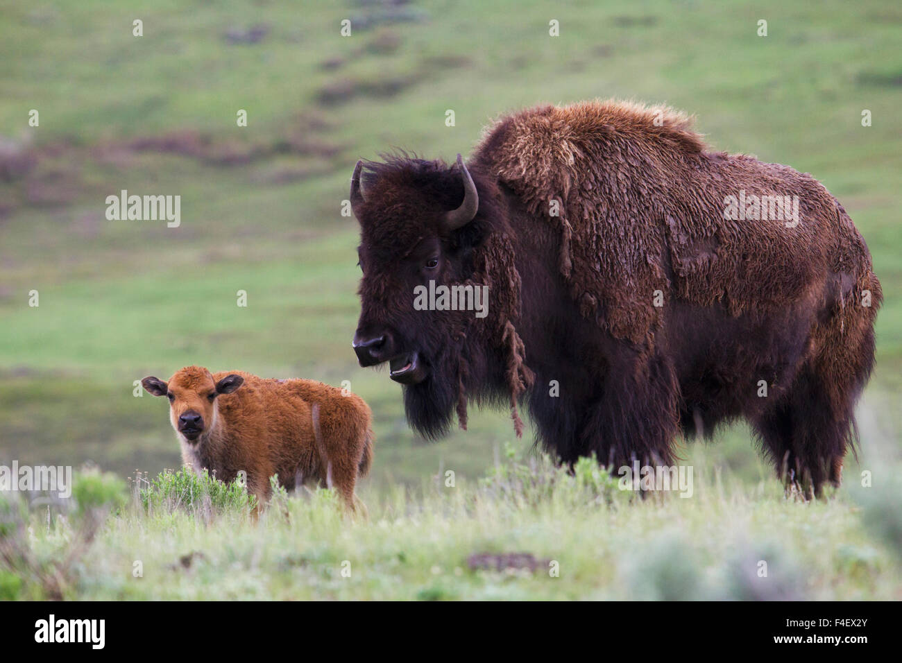Bison Cow with Calf Stock Photo - Alamy