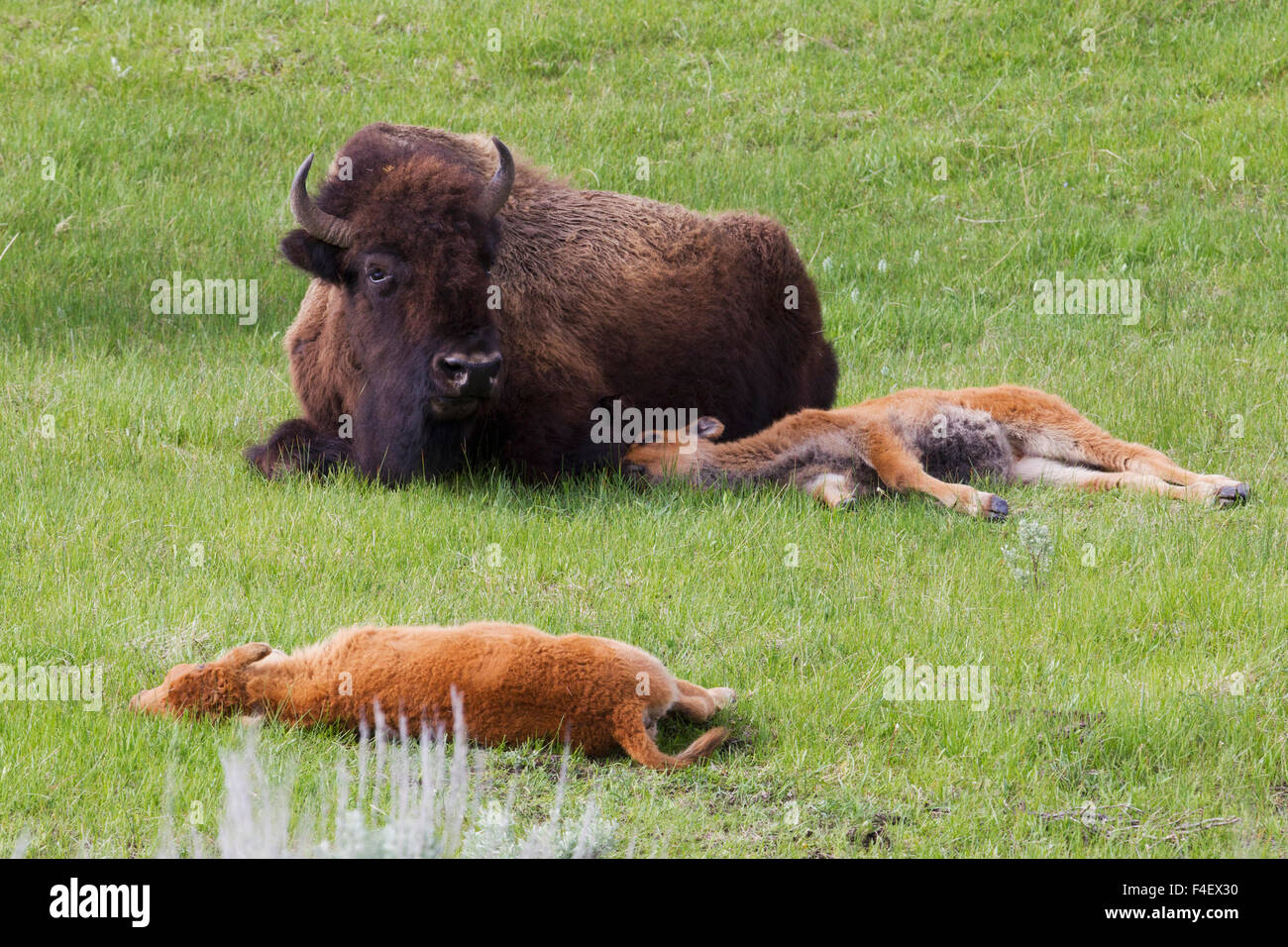 Calf napping hi-res stock photography and images - Alamy