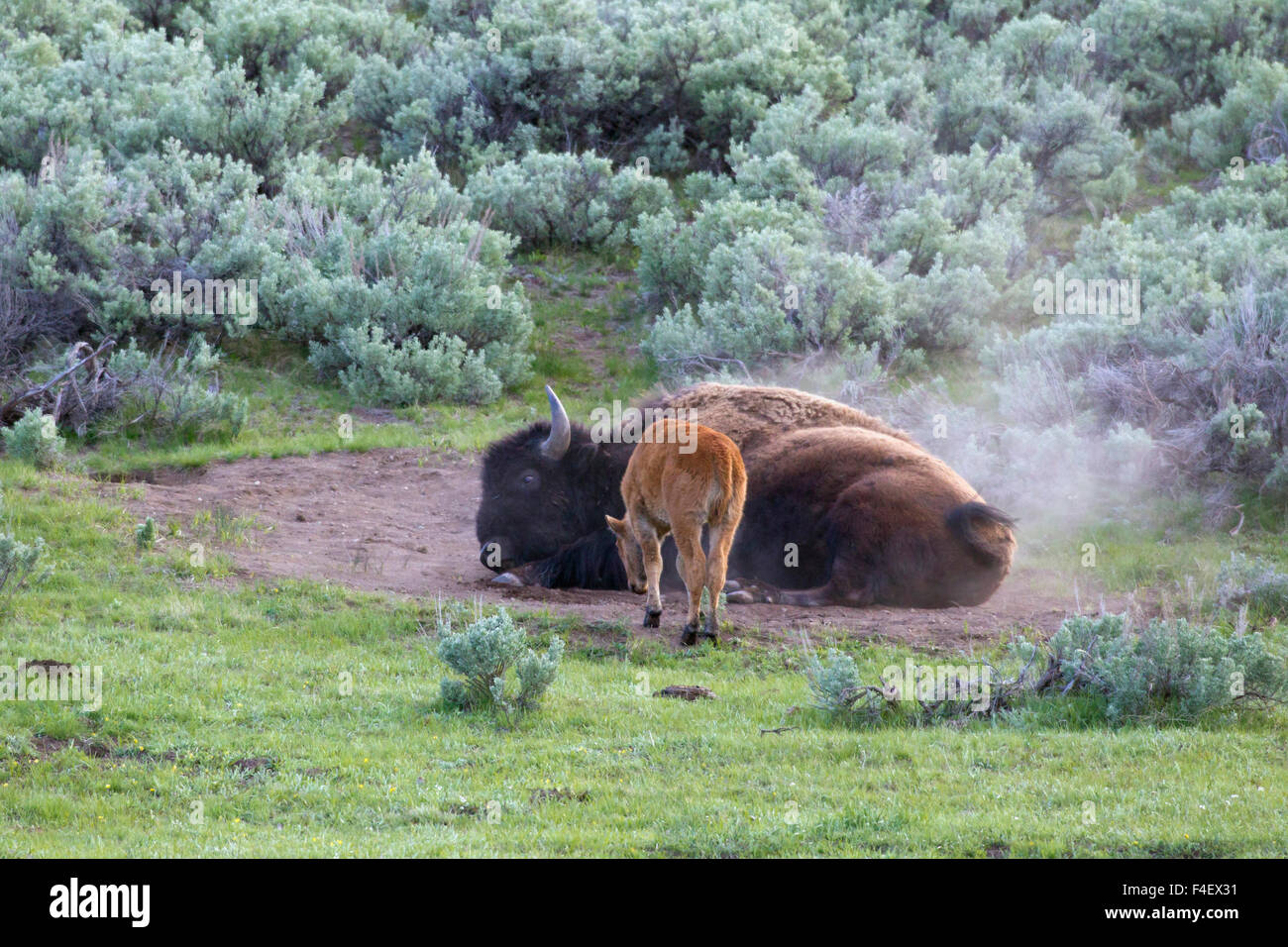 Bison, dust bath Stock Photo - Alamy