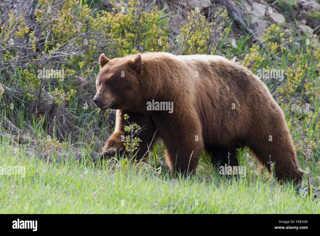 Black Bear Boar, Brown Color Phase, Blue Eyes Stock Photo - Alamy
