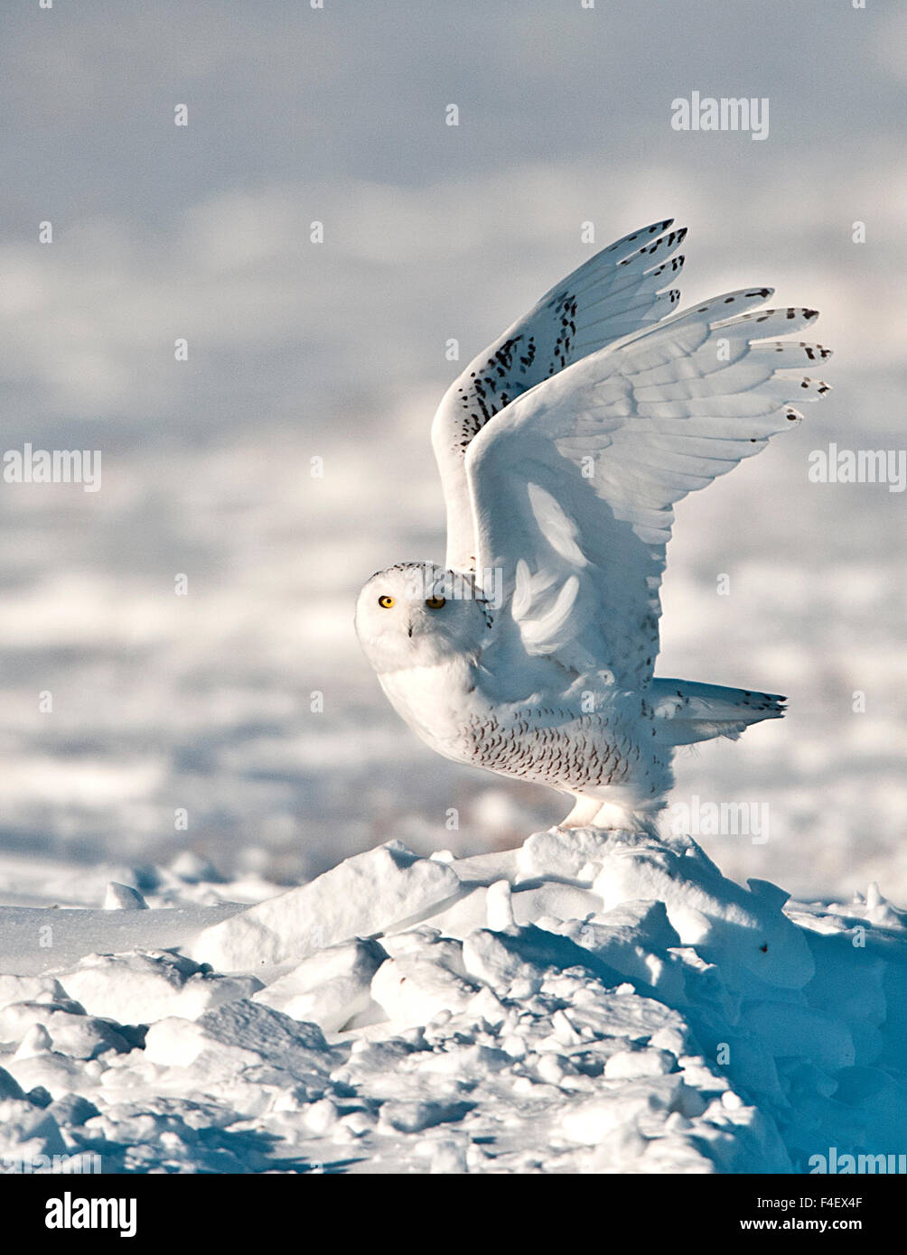 USA, Minnesota, Vermillion. Snowy Owl taking off from snow Stock Photo ...