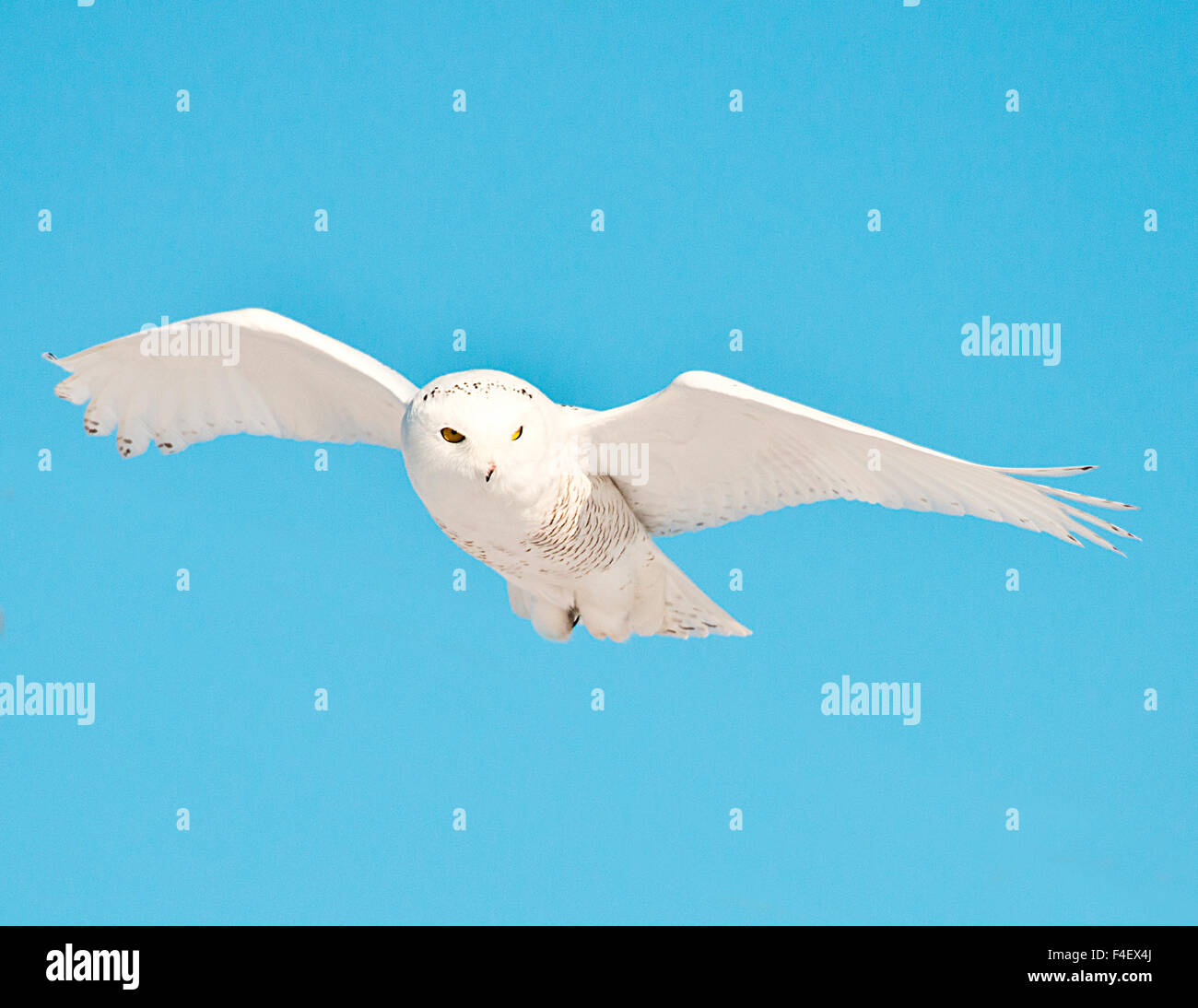 USA, Minnesota, Vermillion. Snowy Owl in flight Stock Photo - Alamy