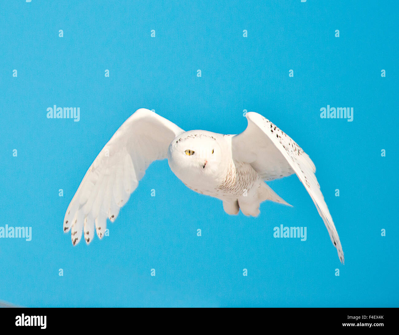 Vermillion snowy owl hi-res stock photography and images - Alamy