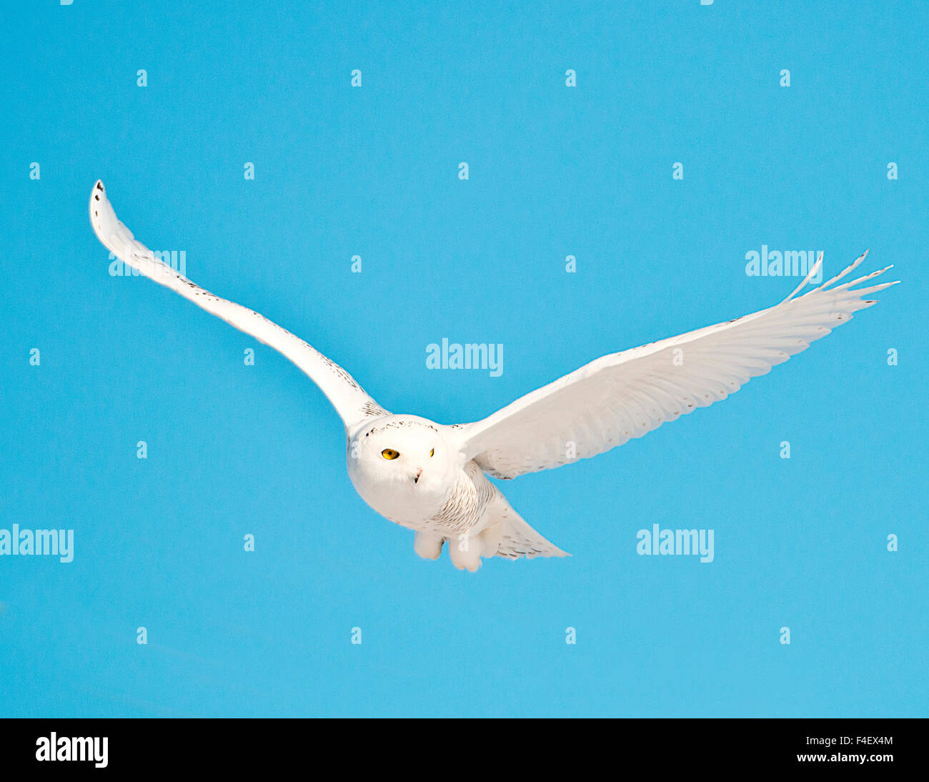 USA, Minnesota, Vermillion. Snowy Owl in flight Stock Photo - Alamy