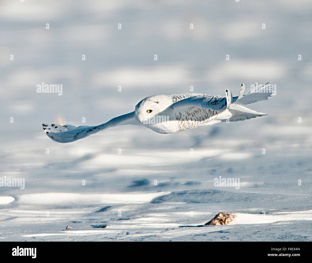 USA, Minnesota, Vermillion. Snowy Owl in flight Stock Photo - Alamy