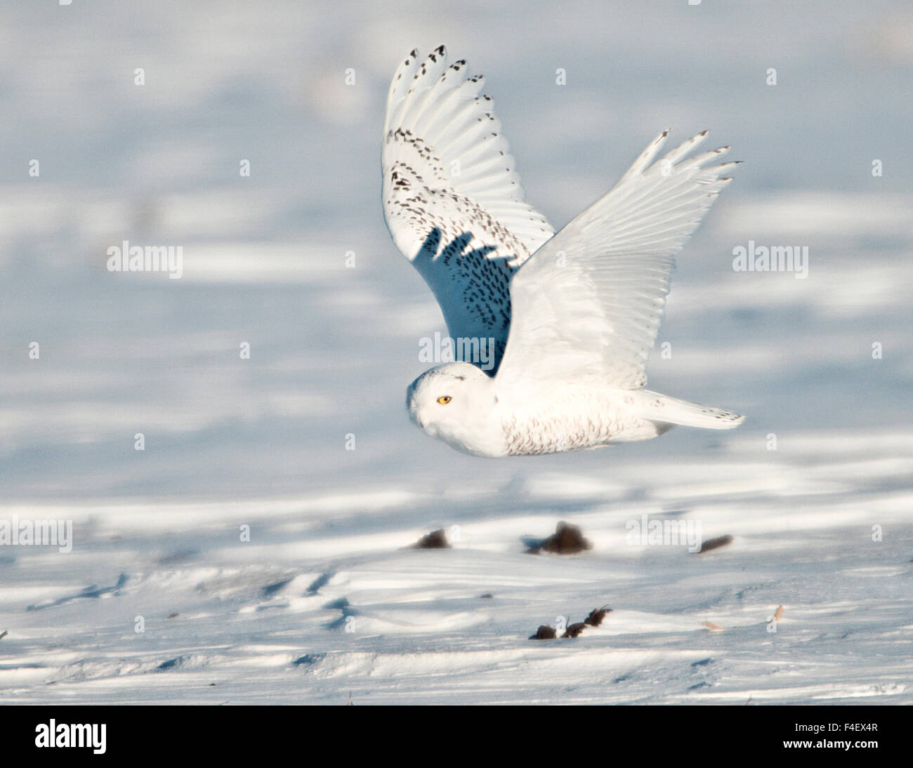 USA, Minnesota, Vermillion. Snowy Owl in flight Stock Photo - Alamy