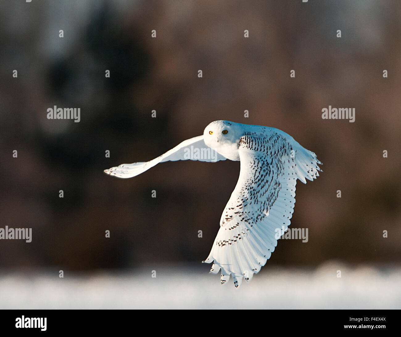 Vermillion snowy owl hi-res stock photography and images - Alamy