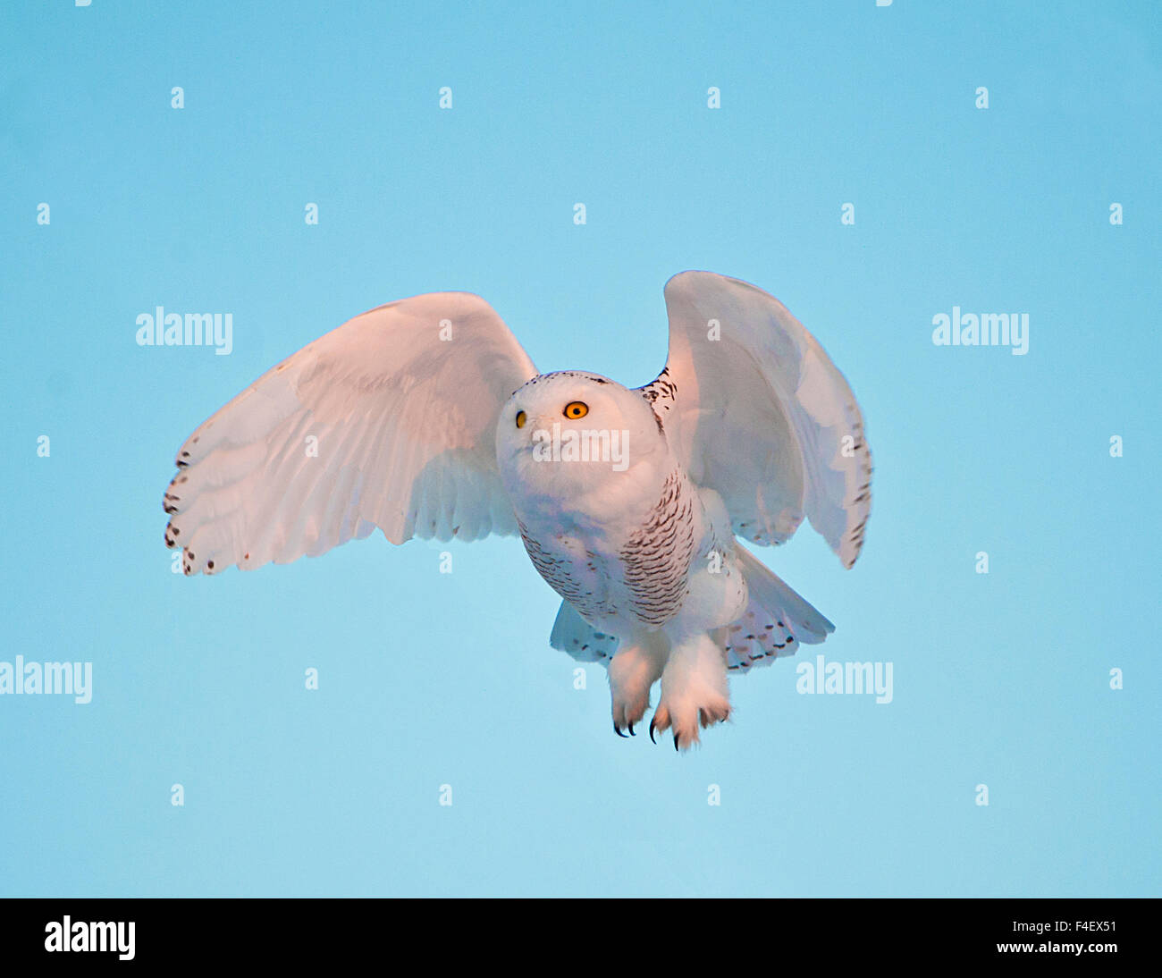 USA, Minnesota, Vermillion. Snowy Owl in flight Stock Photo - Alamy