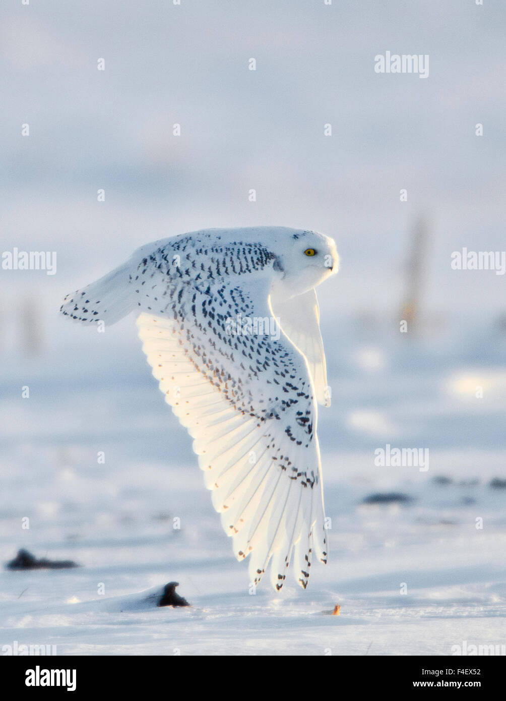USA, Minnesota, Vermillion. Snowy Owl in flight Stock Photo - Alamy