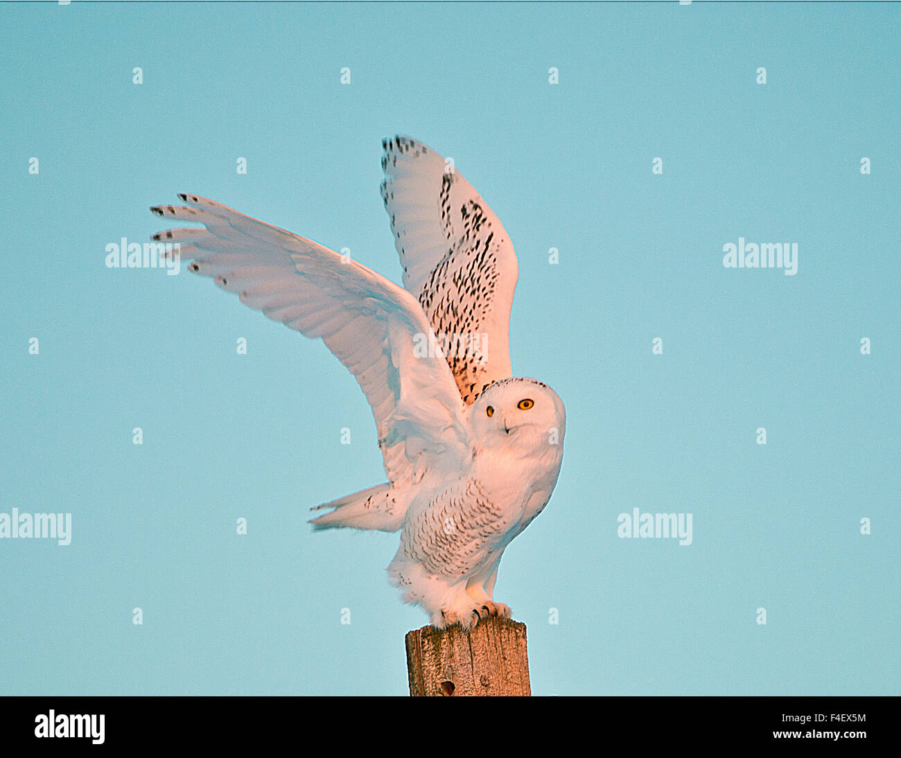 USA, Minnesota, Vermillion. Snowy Owl taking off from utility pole ...