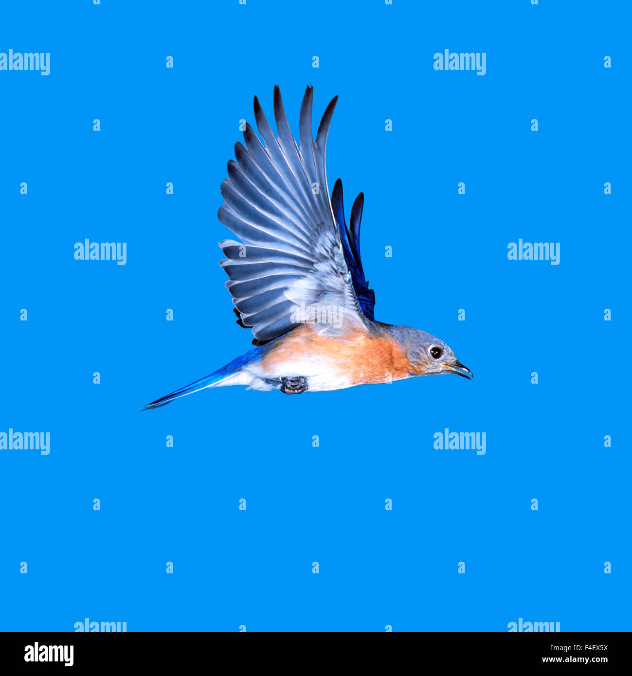 North America, USA, Minnesota, Gem Lake Eastern Bluebird in flight ...