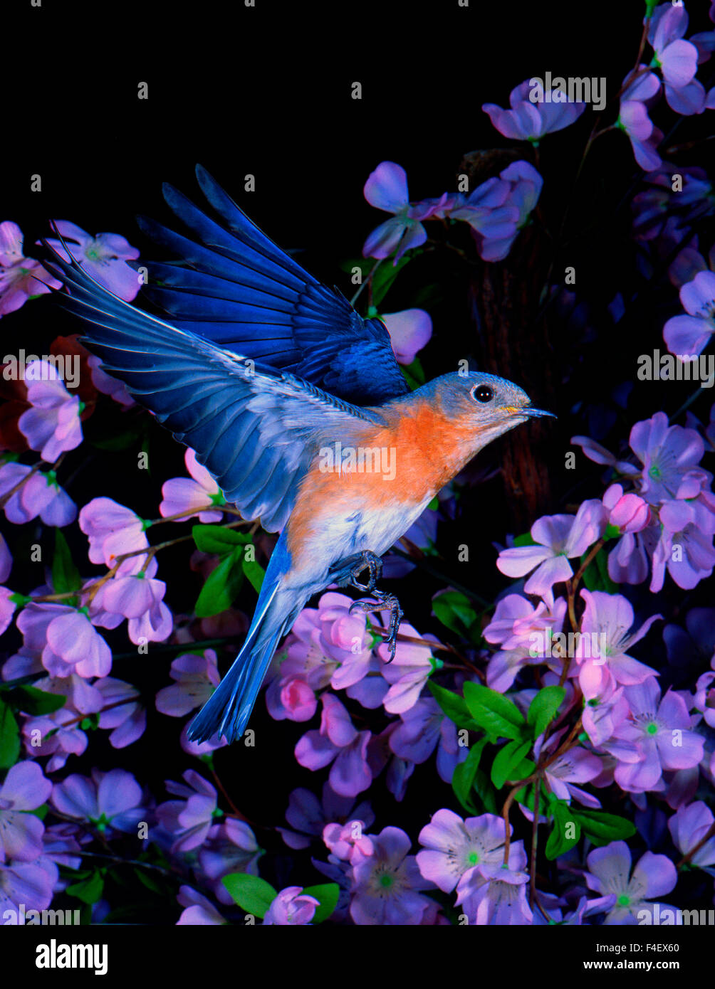 North America, USA, Minnesota, Gem Lake Male Eastern Bluebird in Flight ...