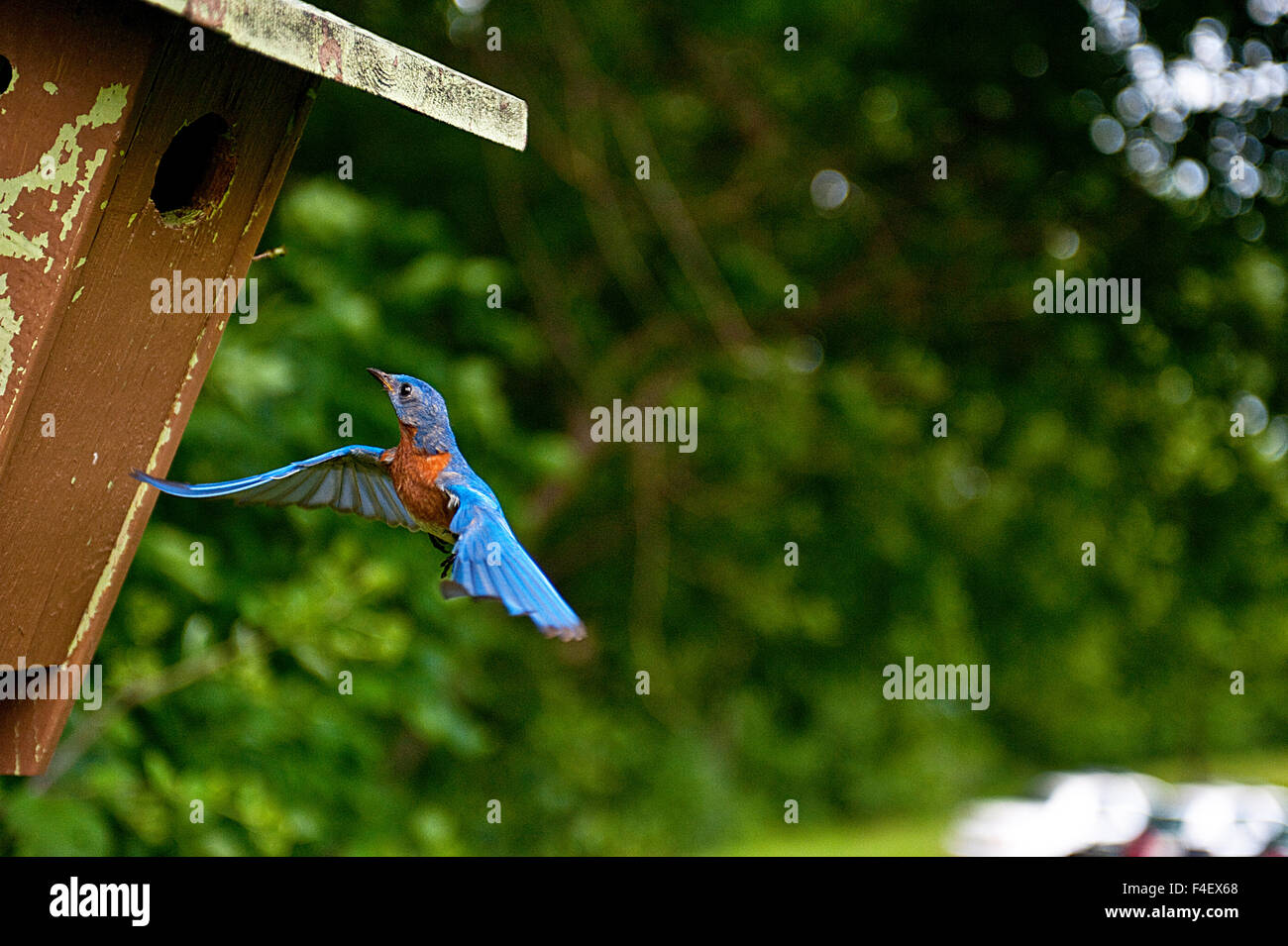 North America, USA, Minnesota, Mendota Heights, Eastern Bluebird Stock ...