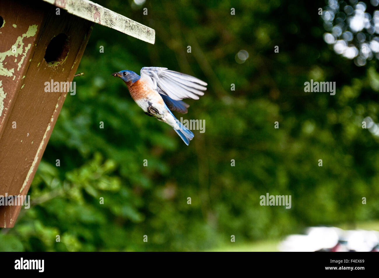 North America, USA, Minnesota, Mendota Heights, Eastern Bluebird Stock ...