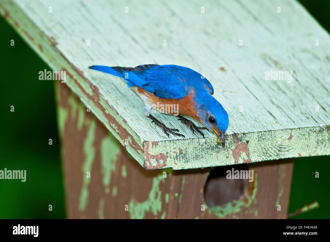North America, USA, Minnesota, Mendota Heights, Eastern Bluebird Male ...