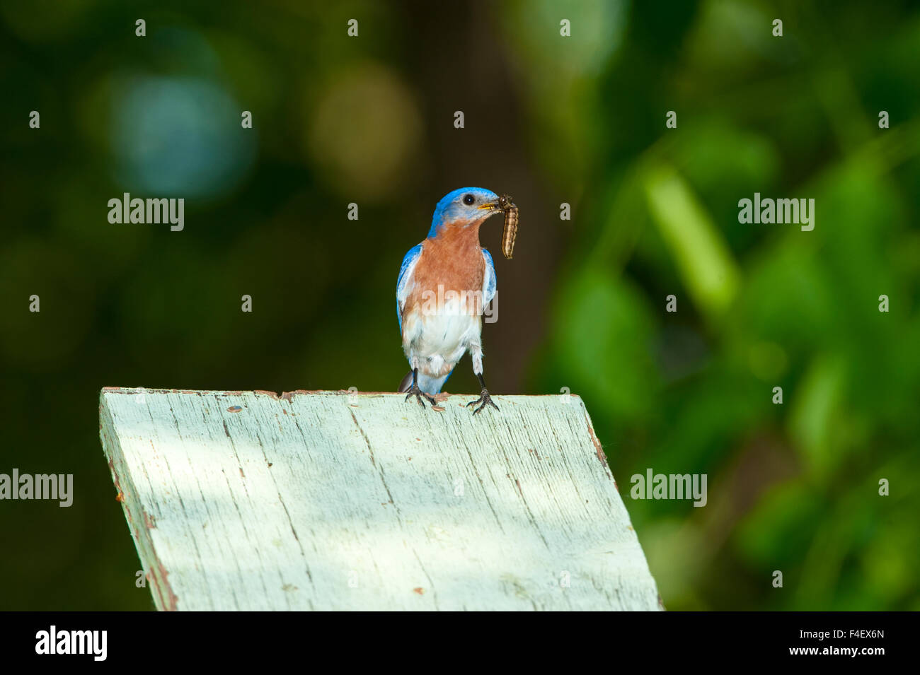 North America, USA, Minnesota, Mendota Heights, Eastern Bluebird Male ...