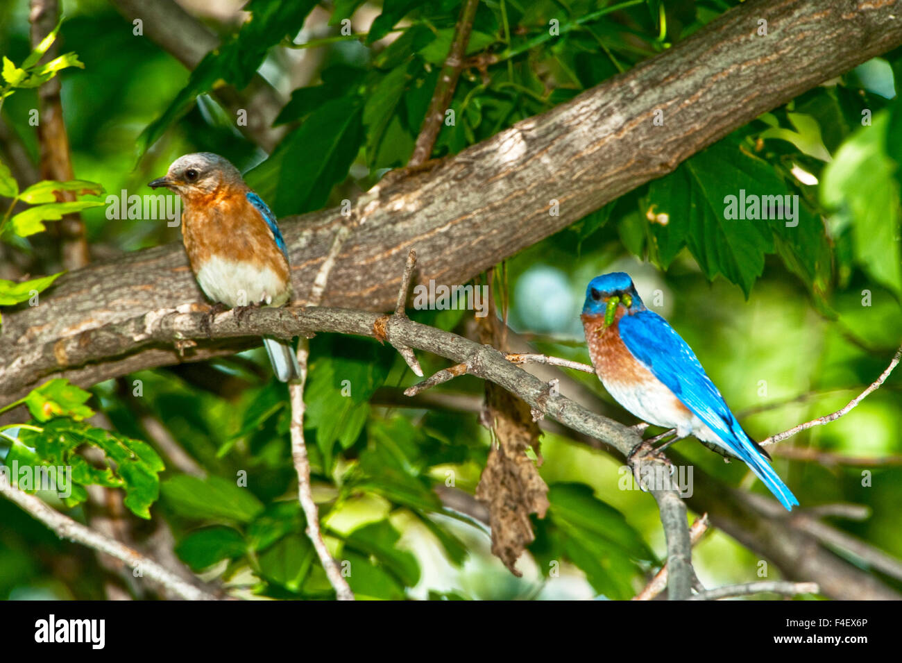 North America, USA, Minnesota, Mendota Heights, Eastern Bluebird Pair ...
