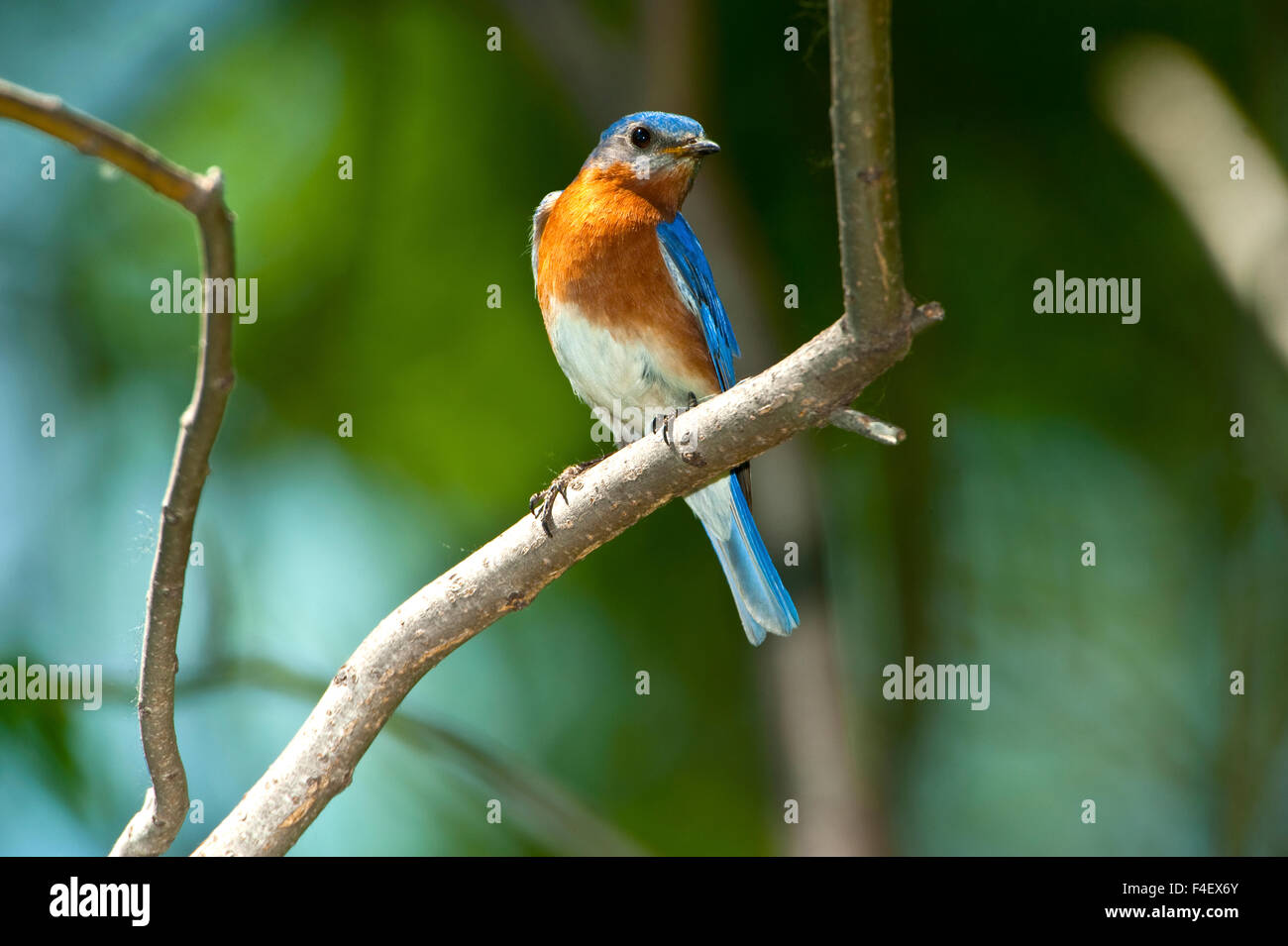 North America, USA, Minnesota, Mendota Heights, Eastern Bluebird ...