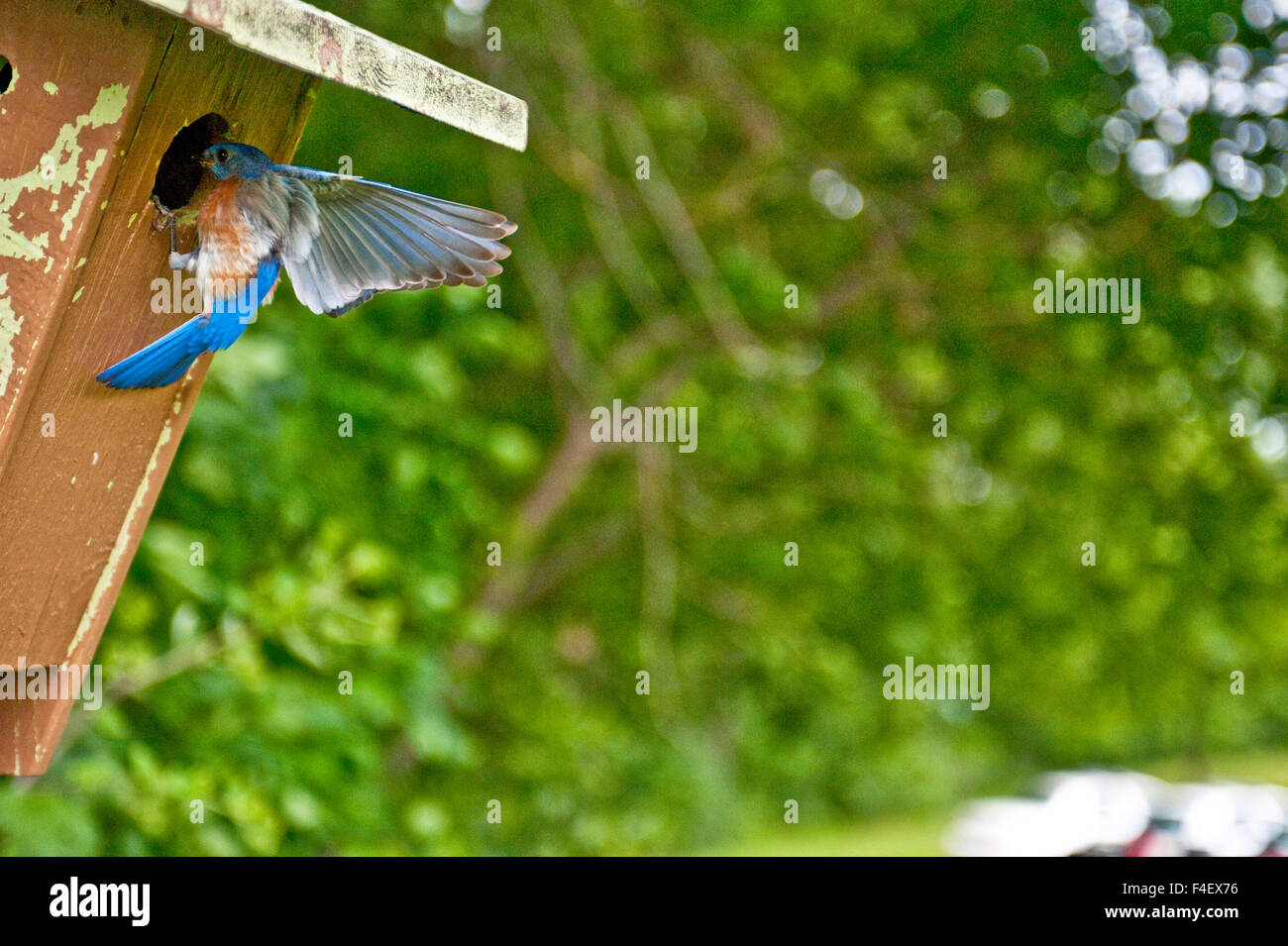 North America, USA, Minnesota, Mendota Heights, Male Eastern Bluebird ...