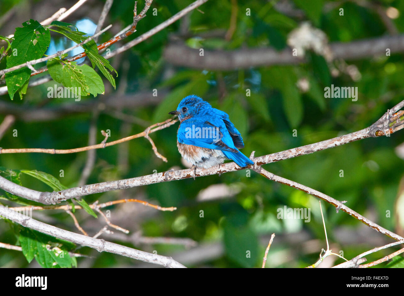 North America, USA, Minnesota, Mendota Heights, Male Eastern Bluebird ...