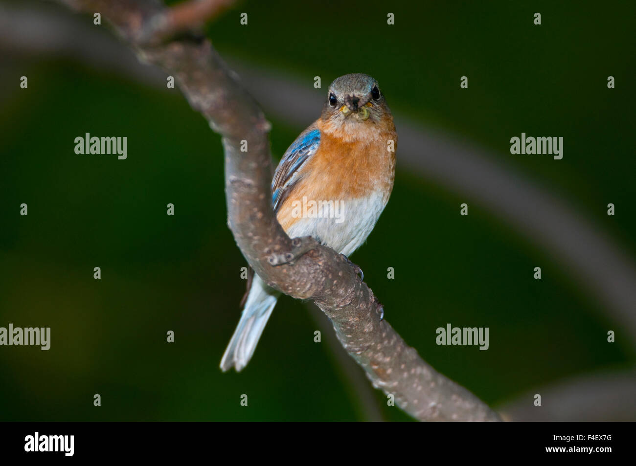North America, USA, Minnesota, Mendota Heights, Male Eastern Bluebird ...