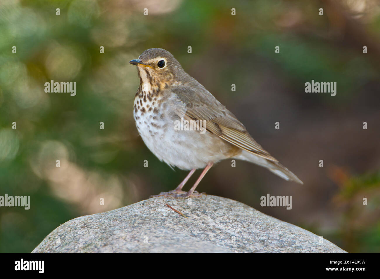 Swainsons thrush usa hi-res stock photography and images - Alamy