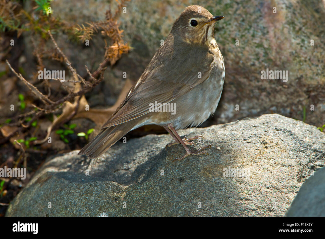 Minnesota, Mendota Thrush perched on Rock Stock Photo - Alamy