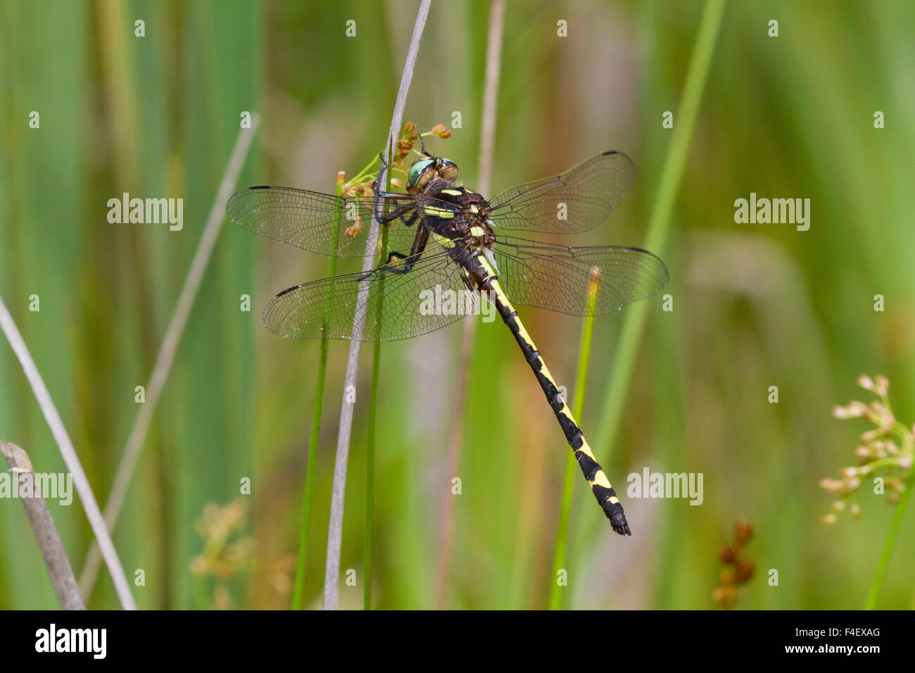 Spiketail dragonfly hi-res stock photography and images - Alamy