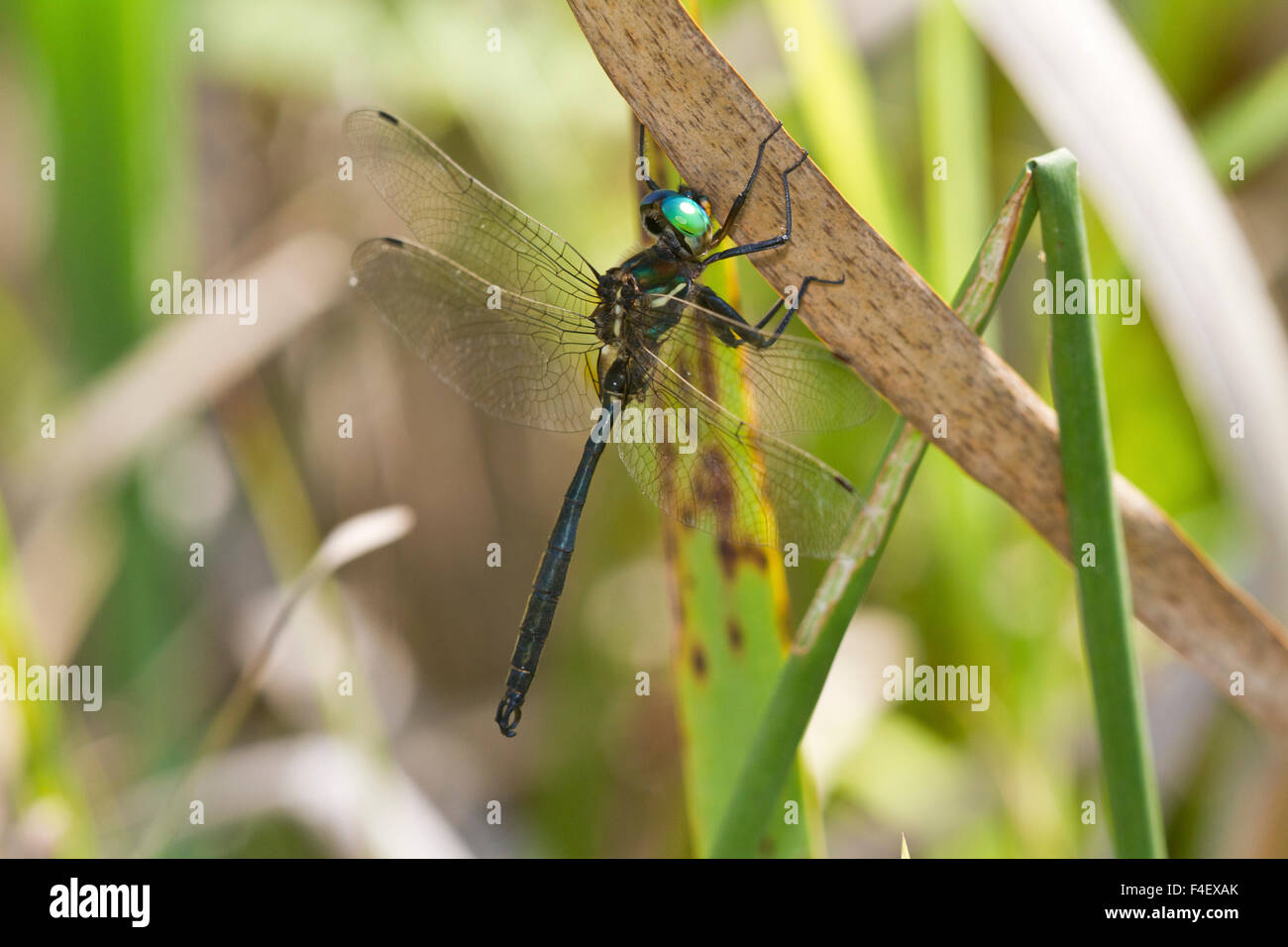 Hine's Emerald dragonfly (Somatochlora hineana) male perched in Barton ...
