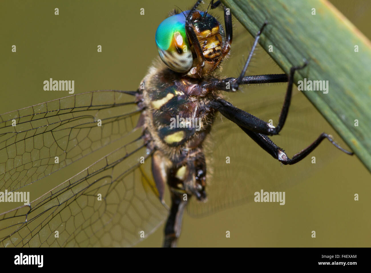 Hine's Emerald dragonfly (Somatochlora hineana) male perched in Barton ...