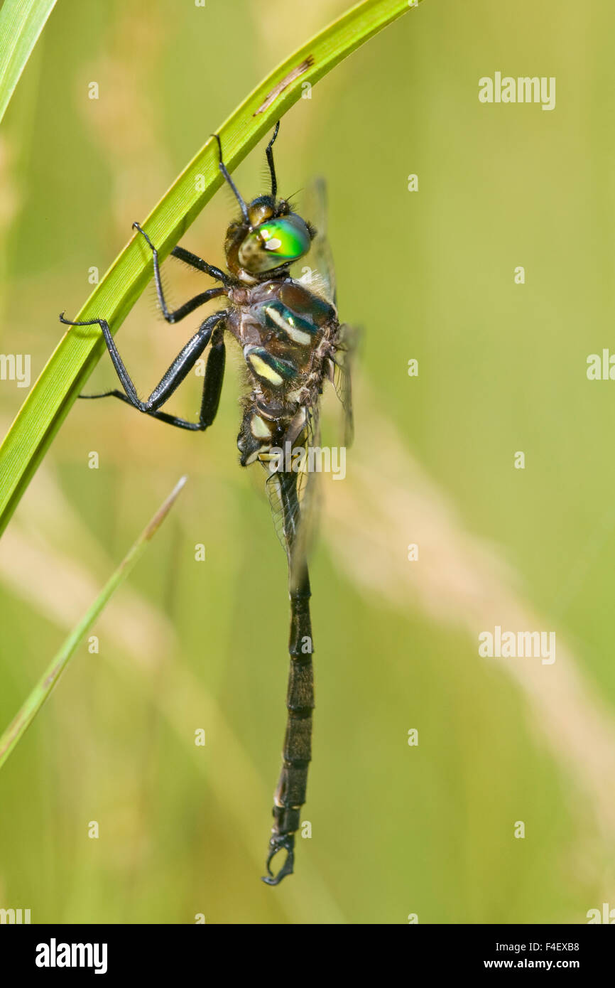 Federally endangered dragonfly hi-res stock photography and images - Alamy