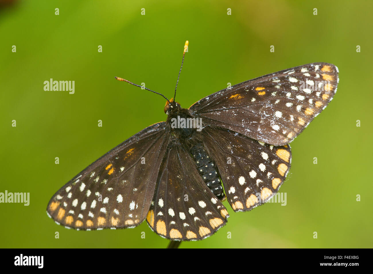 Baltimore Checkerspot (Euphydryas phaeton) in fen Reynolds, Missouri ...