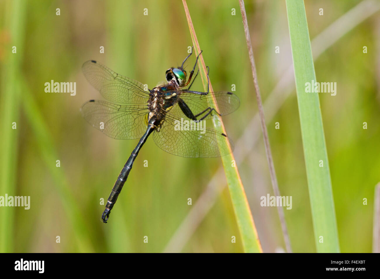 Hine's Emerald dragonfly (Somatochlora hineana) male perched in Barton Fen, Reynolds, Missouri ...
