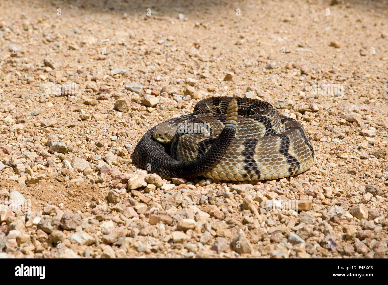 Timber Rattlesnake (Crotalus horridus) in road, Iron, Missouri, USA ...