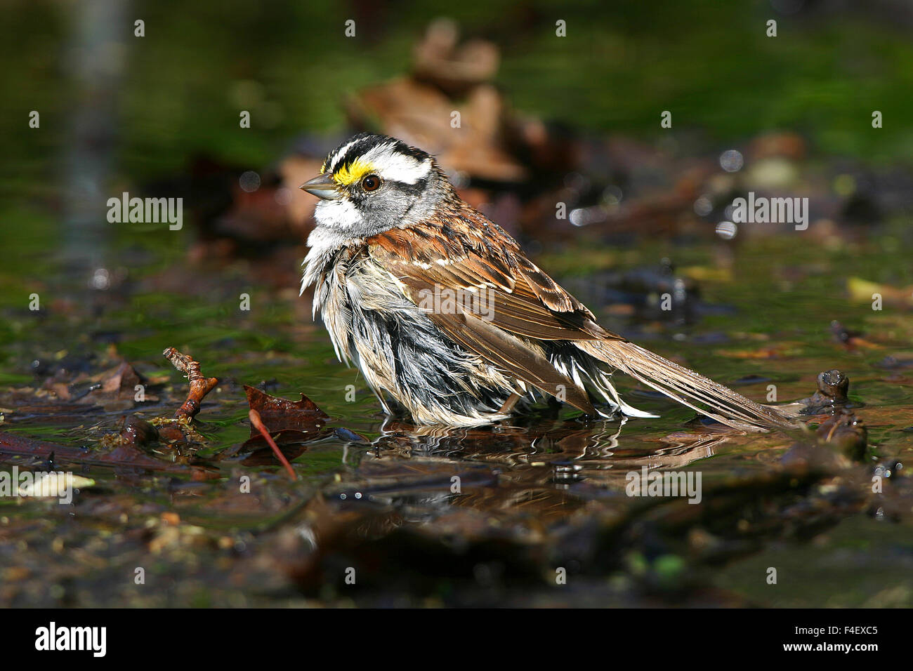 St louis missouri tower grove park hi-res stock photography and images ...