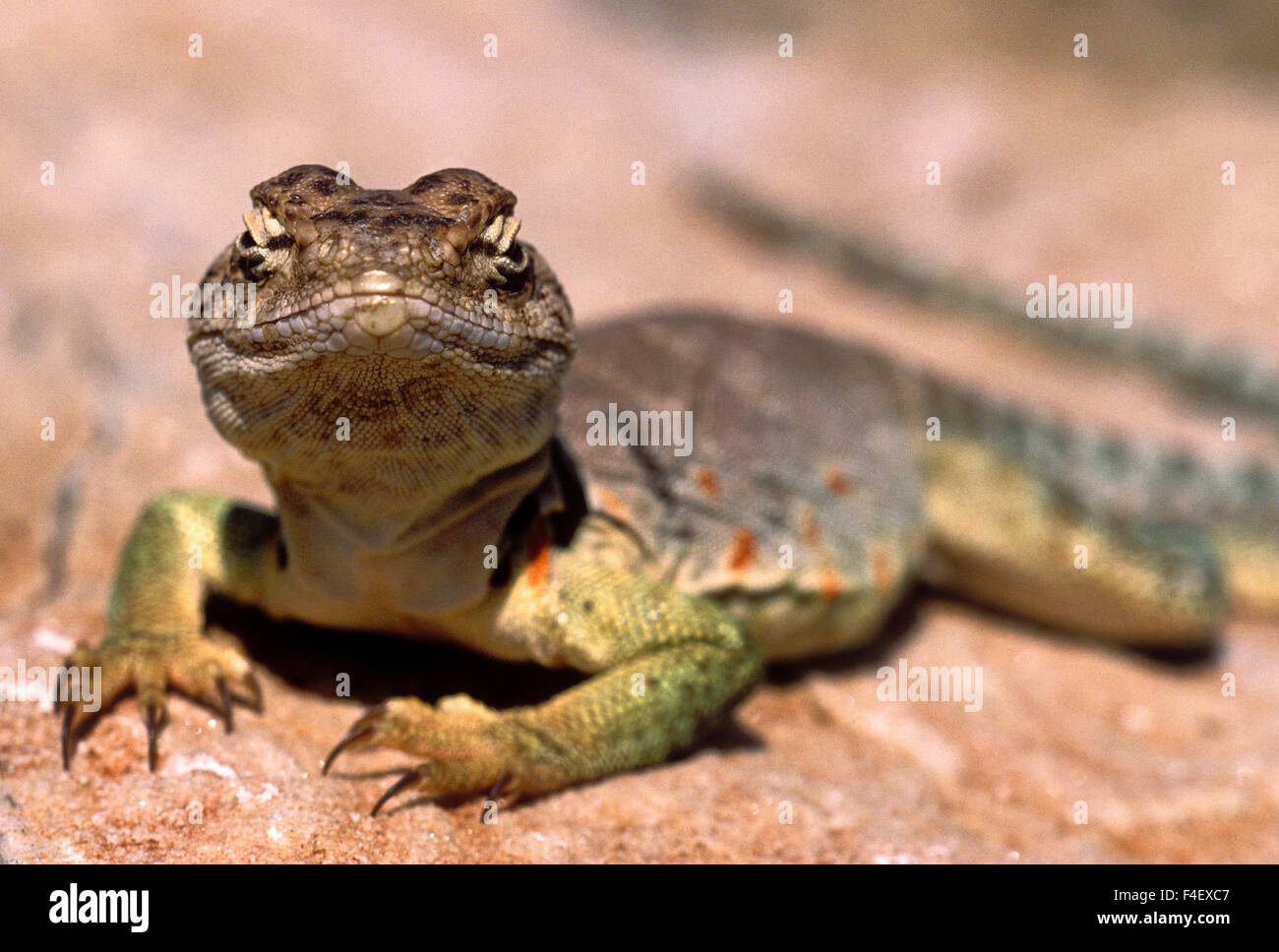 Hercules glades wilderness hi-res stock photography and images - Alamy