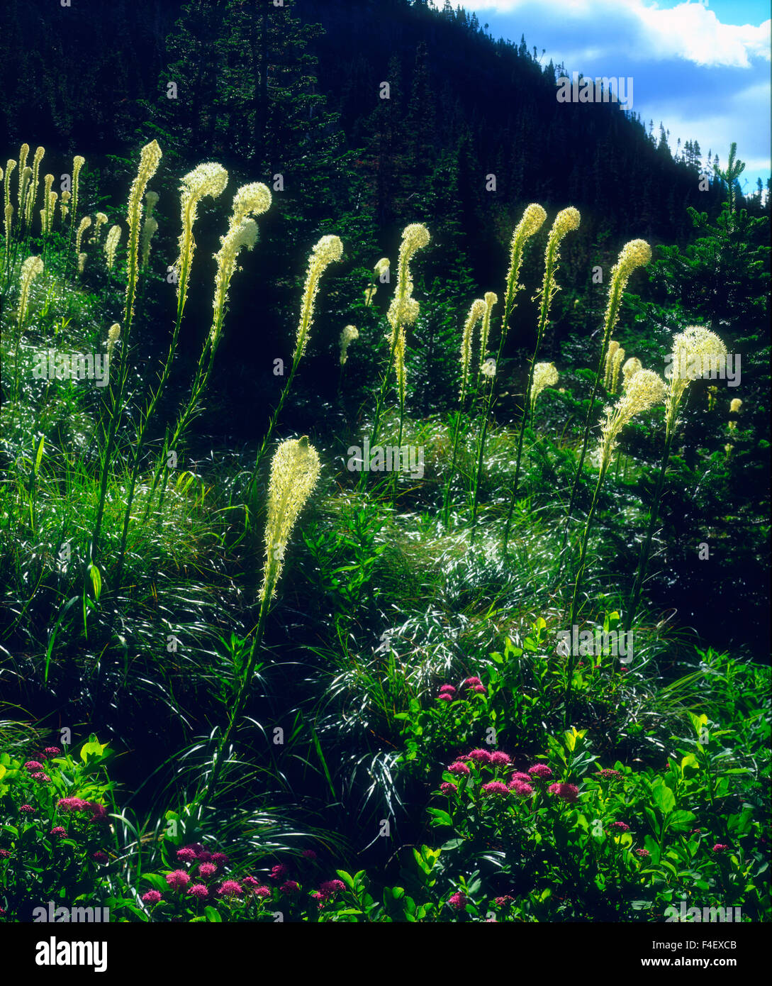 Beargrass hi-res stock photography and images - Alamy