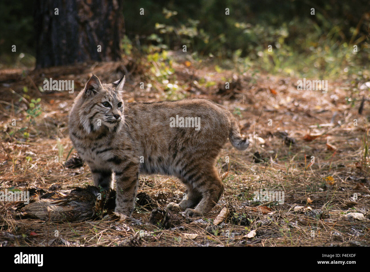 USA, Montana, Kalispell. Bobcat with prey at Triple D Game Farm. Credit ...