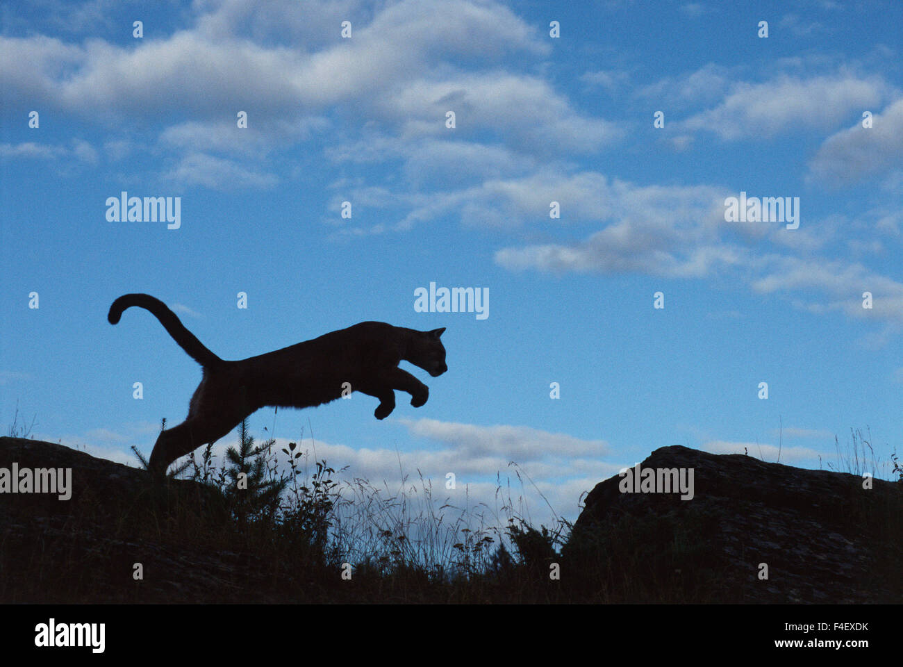 Black cougar hi-res stock photography and images - Alamy