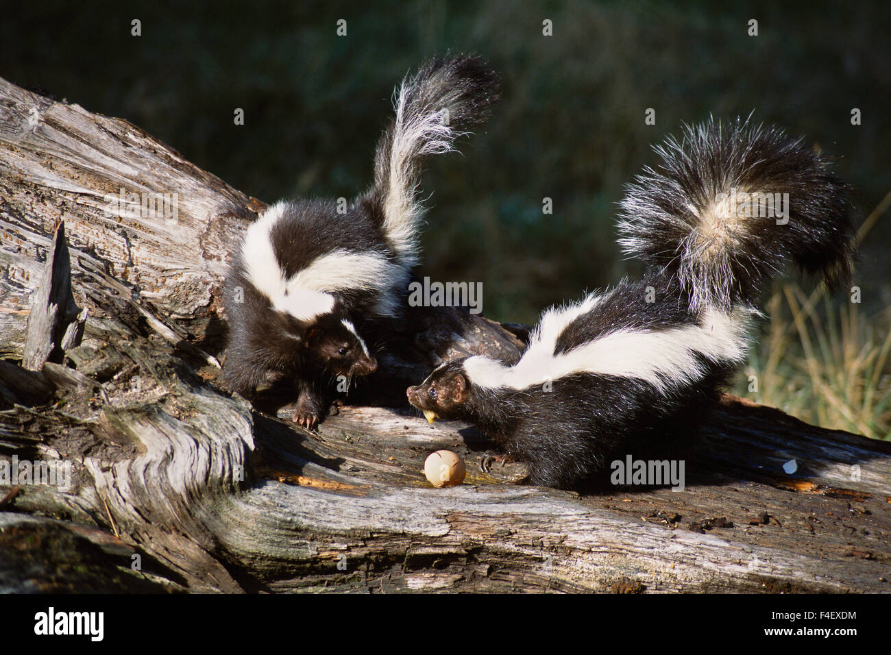 Skunk eating hi-res stock photography and images - Alamy