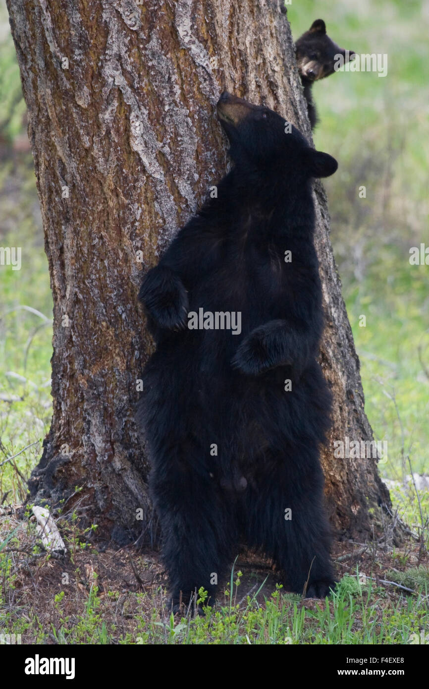 Black Bears, Sow and Cub Stock Photo - Alamy