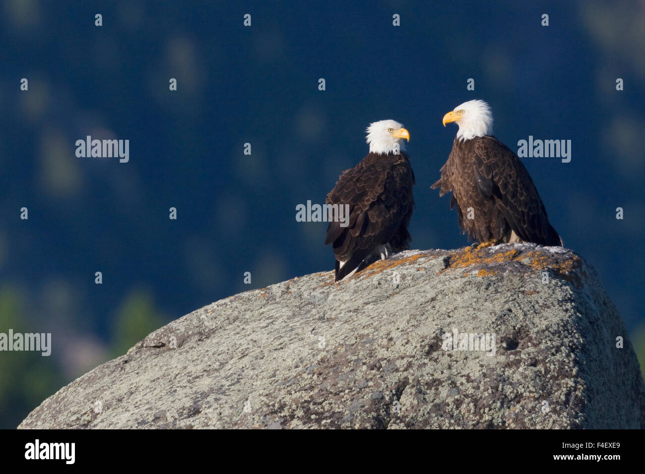 Bald Eagle Pair Stock Photo - Alamy