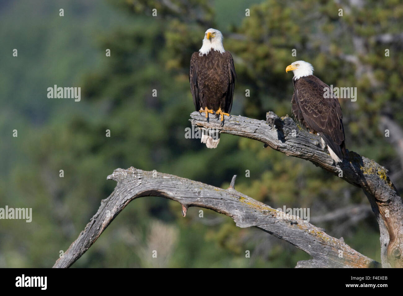 Bald Eagle Pair Stock Photo - Alamy