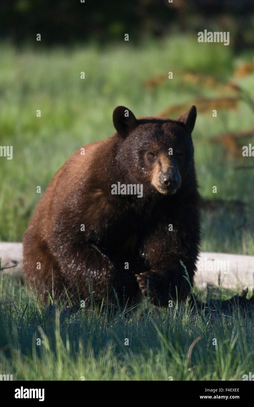 Black Bear Boar, Brown Color Phase Stock Photo - Alamy