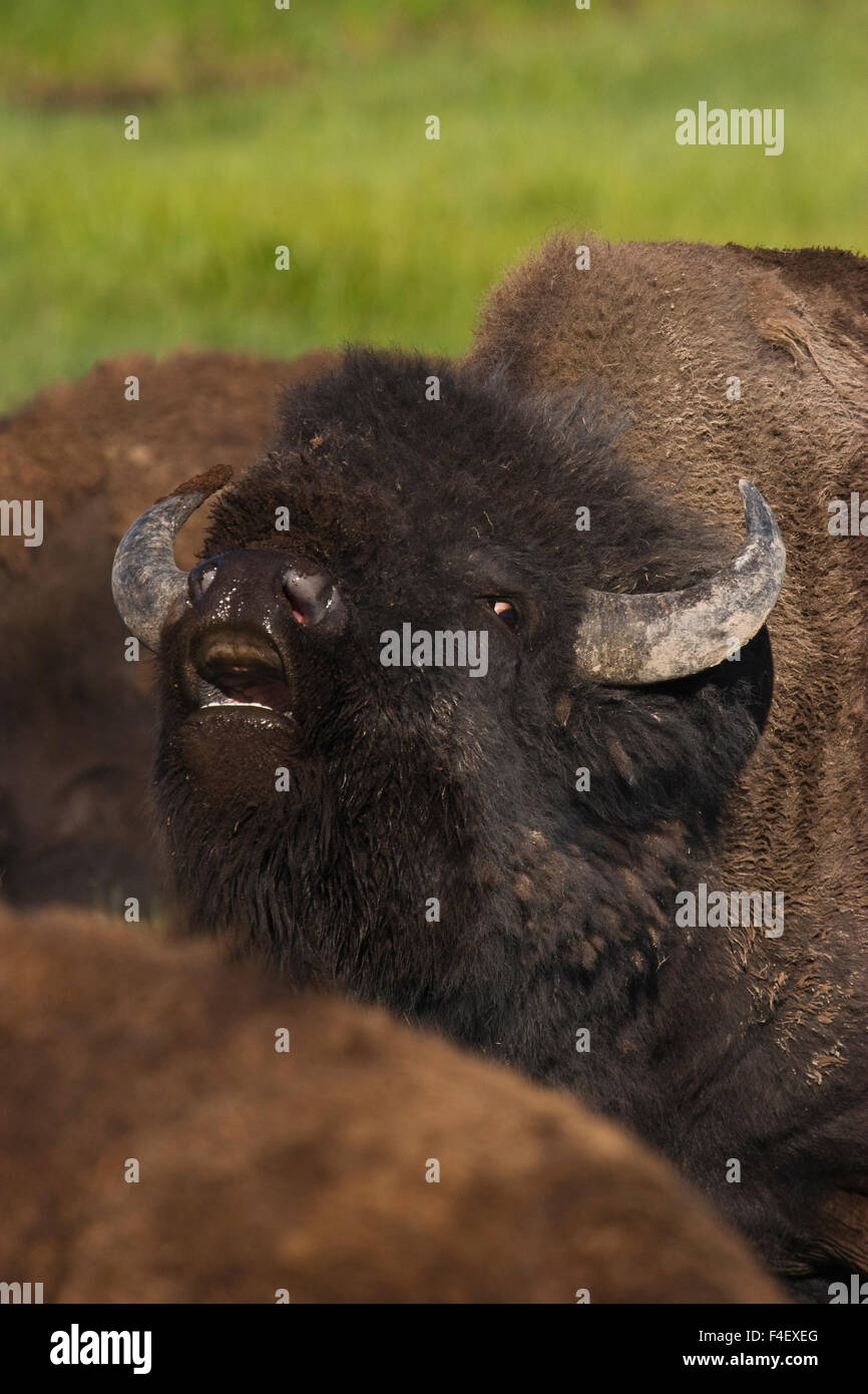 Bison Bull Fleming Stock Photo - Alamy