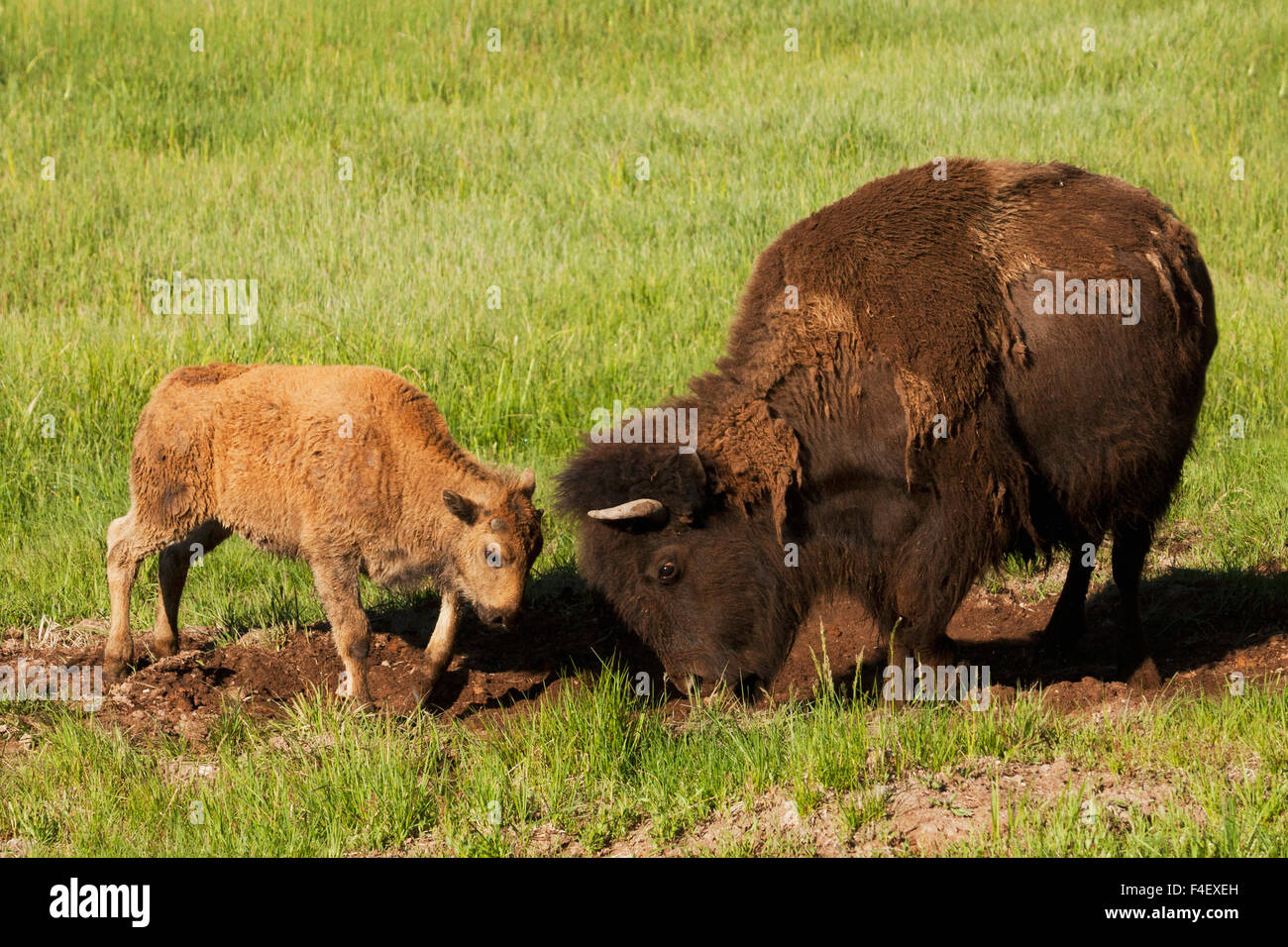 Bison Cow with playful Young Calf Stock Photo - Alamy