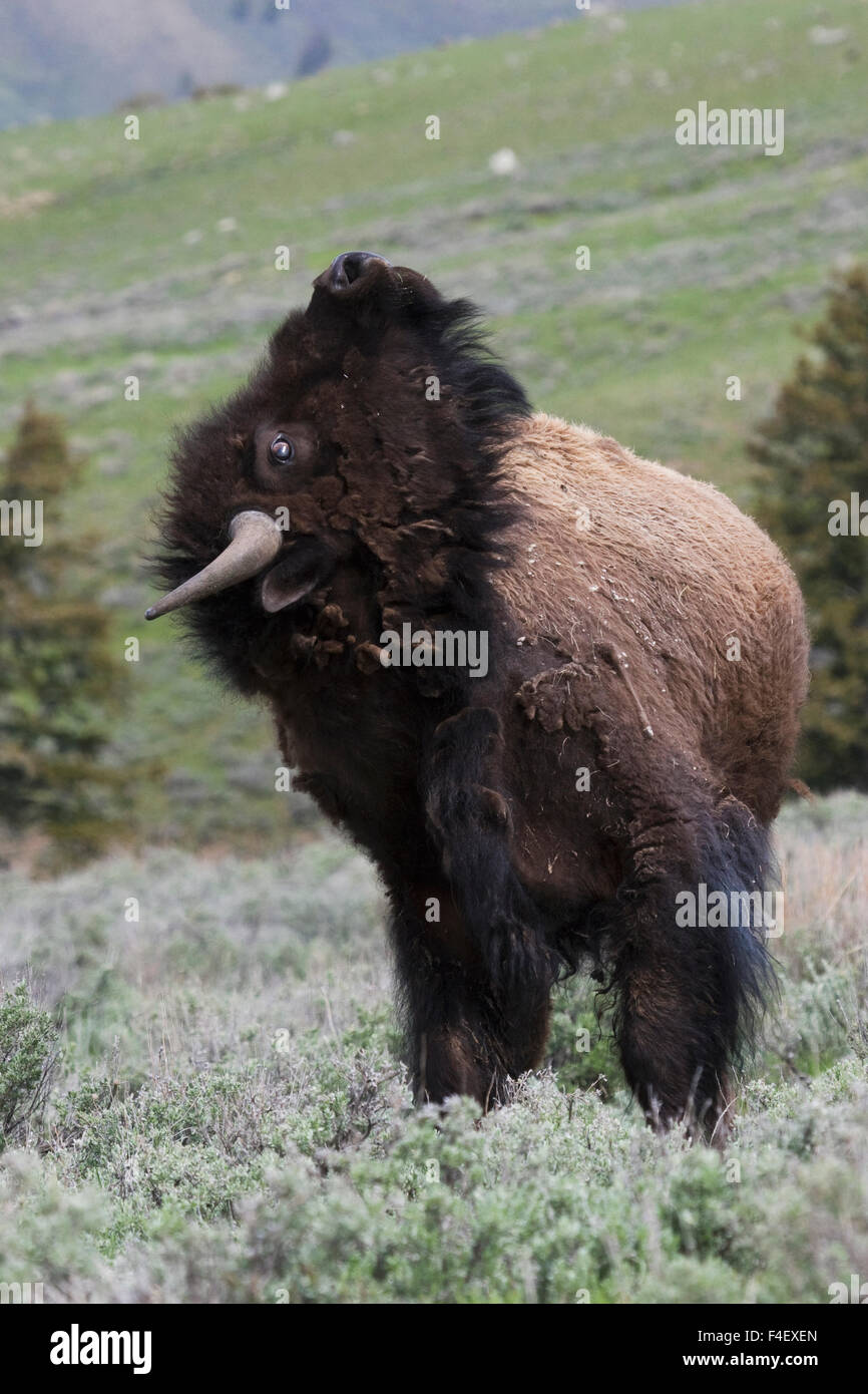 Bison Bull Stretching Stock Photo - Alamy