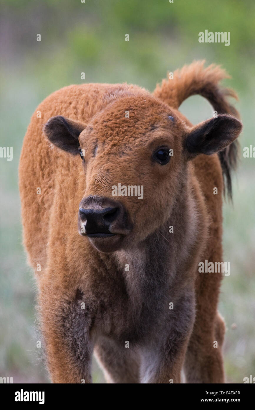 Red dog bison hi-res stock photography and images - Alamy