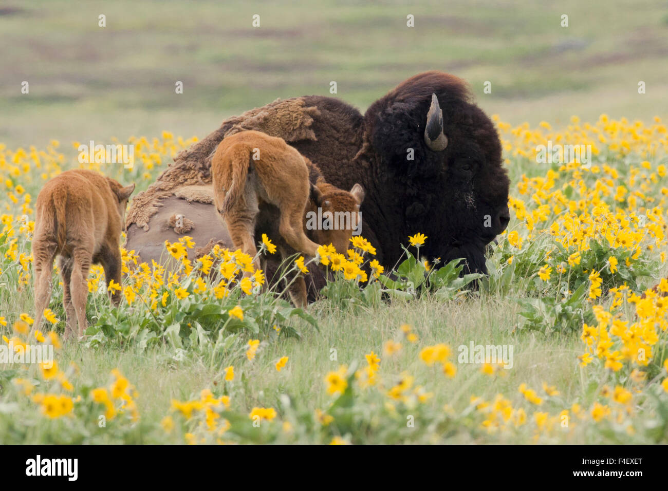 Bison Bull and calves Stock Photo - Alamy